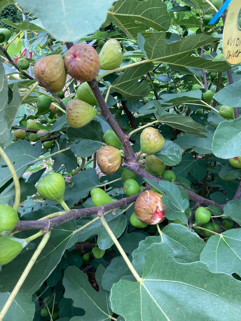 Fat Figs! Cuttings 3 Piece Lot English BROWN Turkey Fig Tree USA Hardy ...