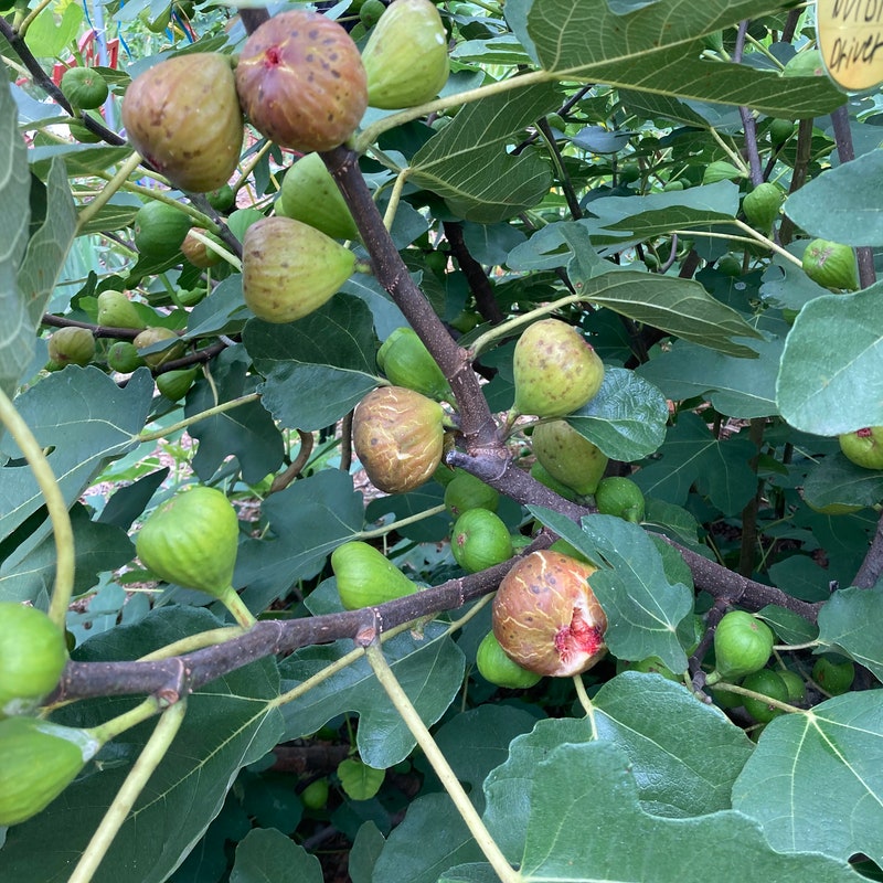 Fig Cuttings - Etsy