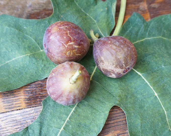 3 Piece Lot! Candy Ball Unk Little Red Fig - Extremely Sweet and Cold ...