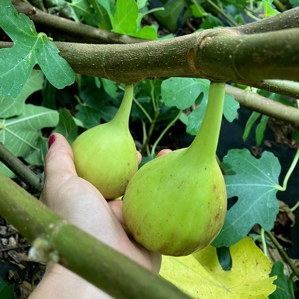 Huge Figs - Etsy