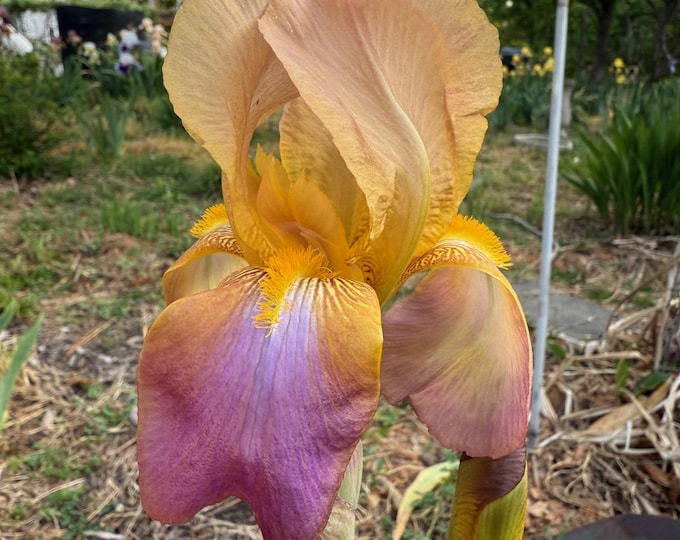 Unusual Historic Opal Orchid Color Iris Bi Color French Maid Noid ...