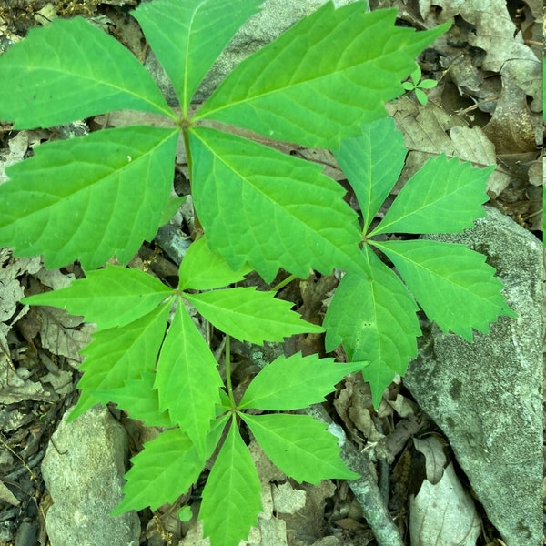 Virginia Creeper Plant - Etsy