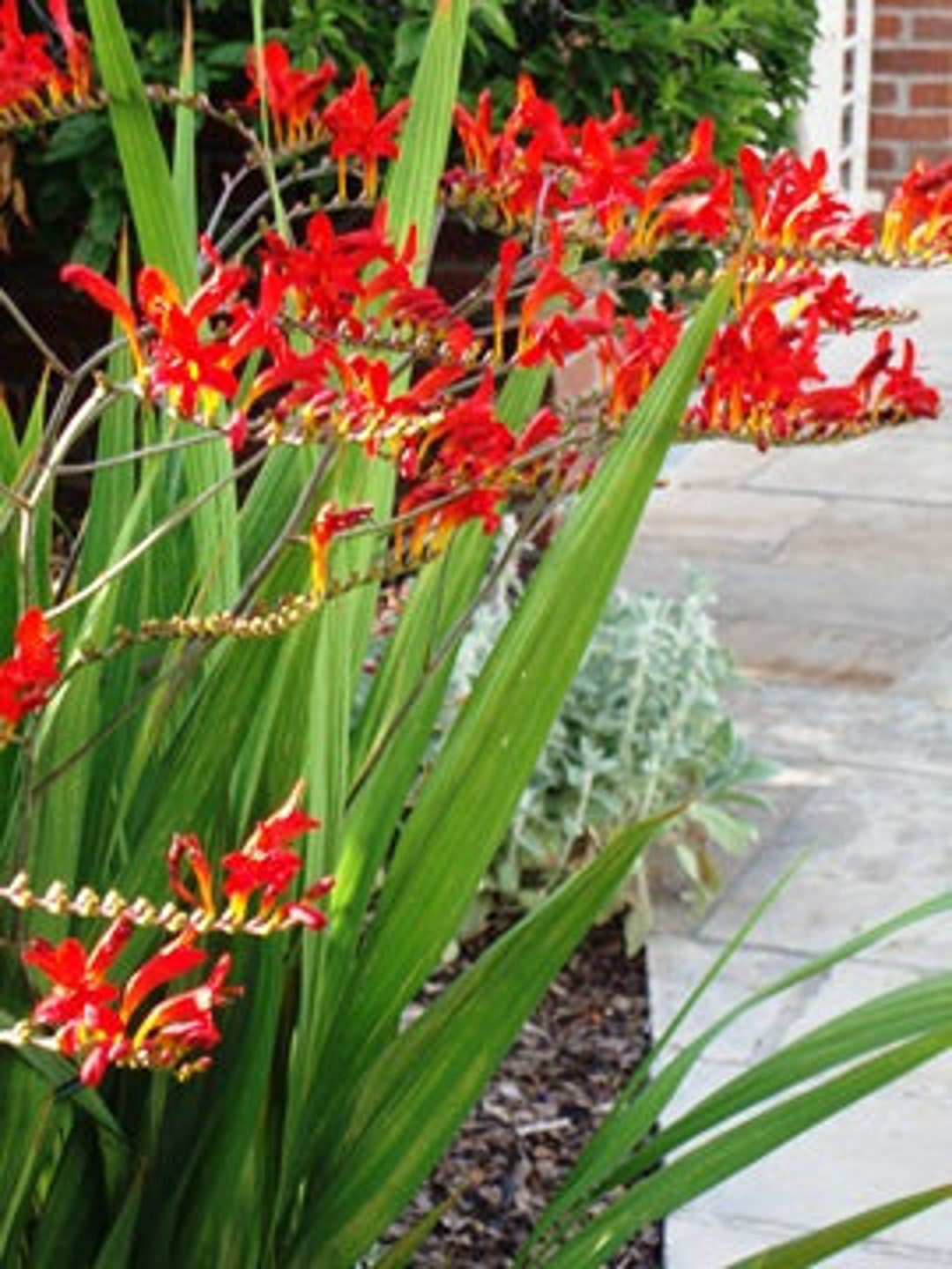 10 RED ORANGE Lucifer Lilly Deer Resistant Flower Bulbs - Etsy