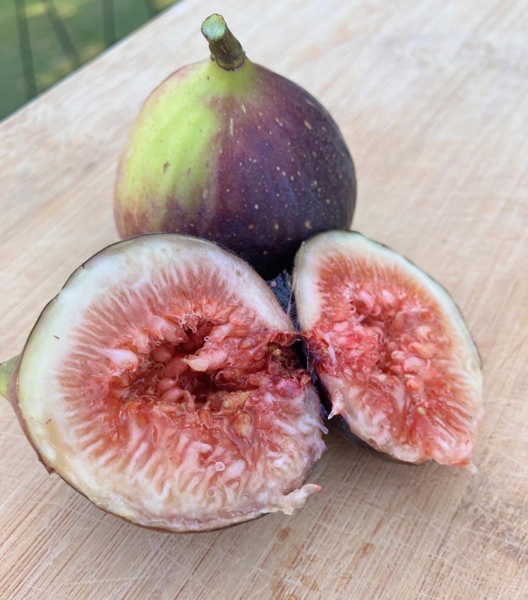 3 Pc Sicilian Dark Unk Bi Color Unknown Fig Plant Cuttings 3 Piece Lot ...