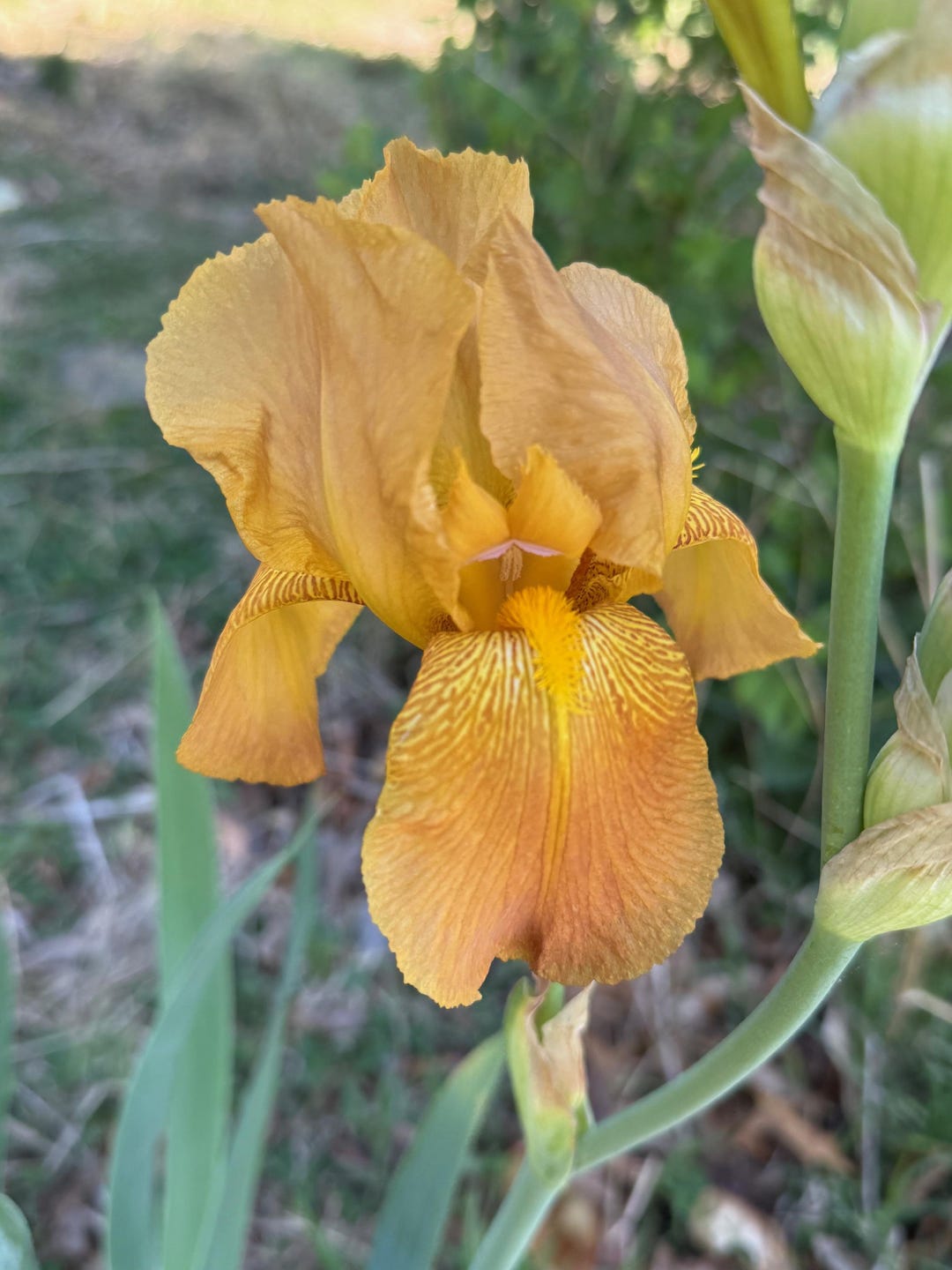 Unusual Historic GOLD Orange Sweet Smelling Iris Bloom- Rhizome ...