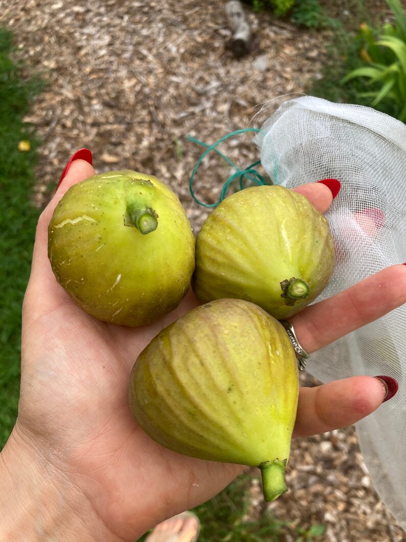Fat Figs! Cuttings 3 Piece Lot English BROWN Turkey Fig Tree USA Hardy ...
