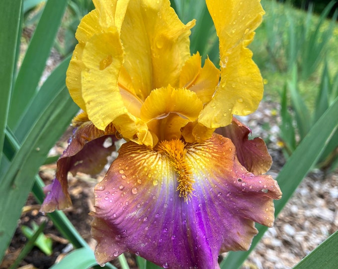 IRIS TB MEGABUCKS Yellow and Pink Spectacular Bi-color Iris Huge Bloom ...