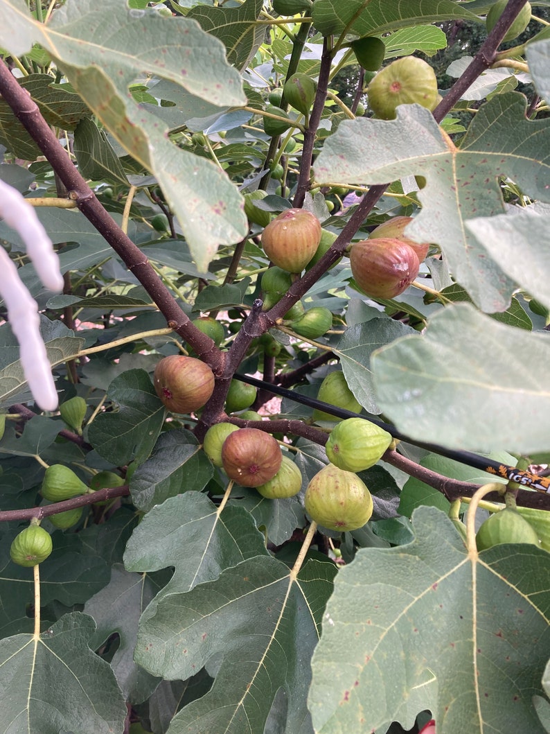 Fat Figs! Cuttings 3 Piece Lot English BROWN Turkey Fig Tree USA Hardy ...