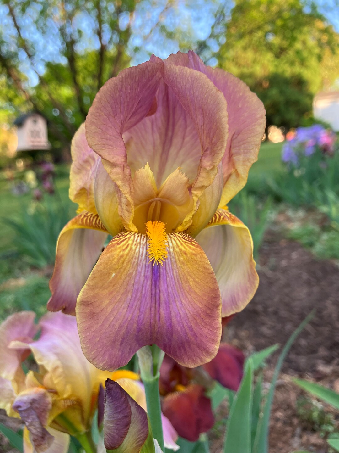 Rare Historic Tall Iris Bloom Rhizome Old Fashioned Heritage Tall ...