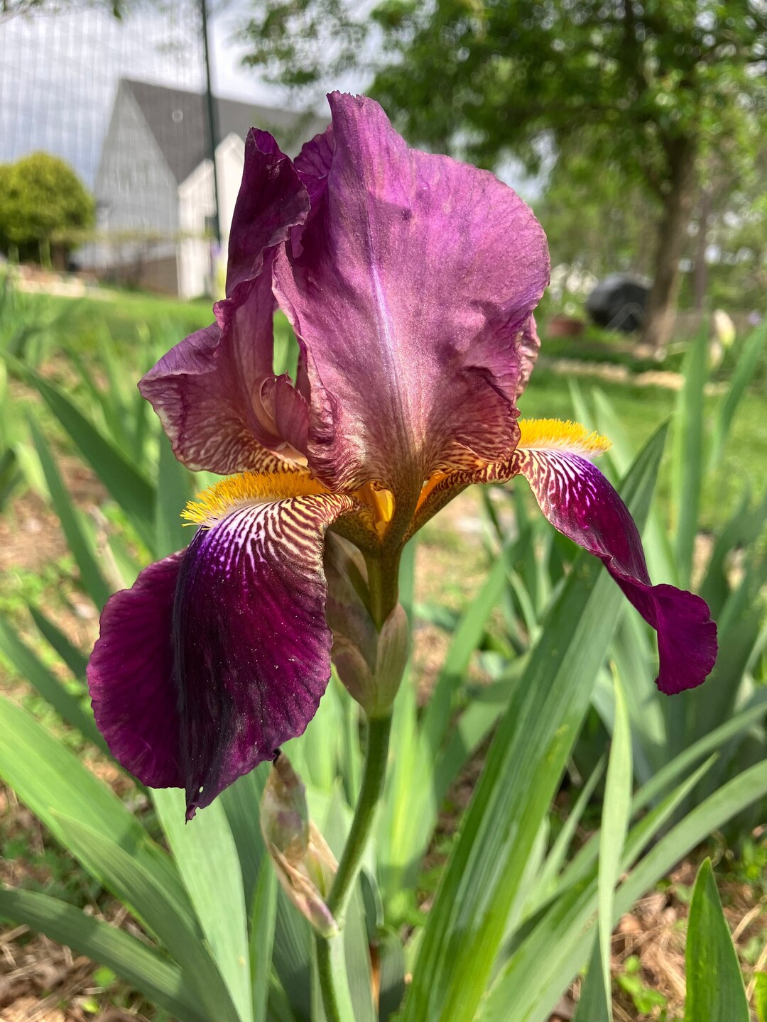 Burgundy Red Purple Sweet Smelling Iris Bloom- Rhizome - Traditional ...