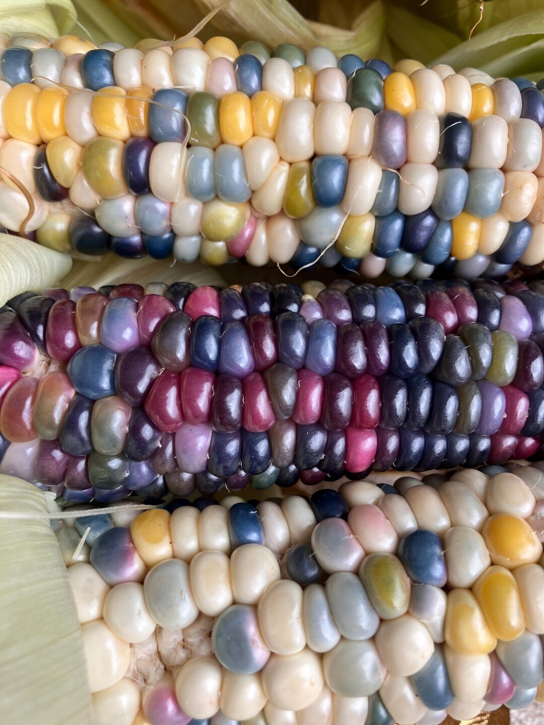 Gemstone Glass Gem Corn Seeds for Planting - Great Popcorn Rainbow Corn ...
