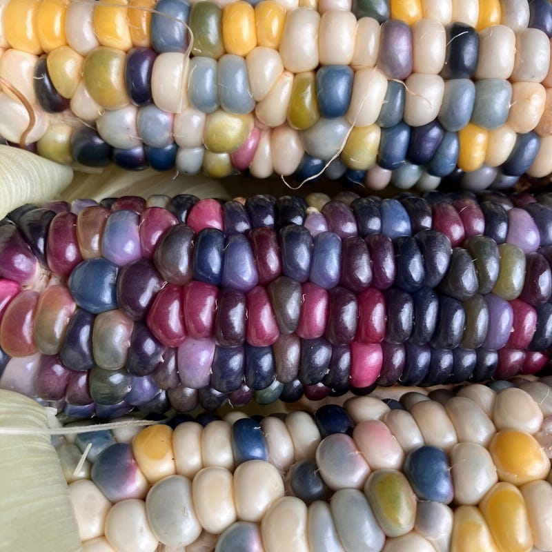 Gem Corn Seeds - Etsy