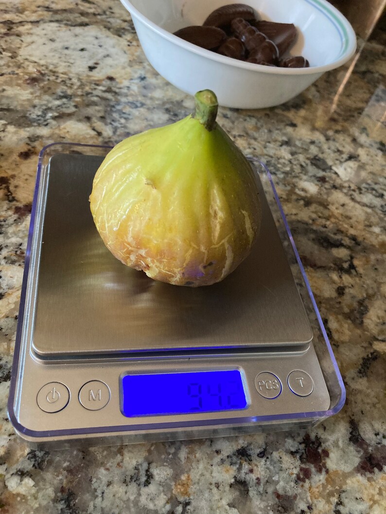 Fat Figs! Cuttings 3 Piece Lot English BROWN Turkey Fig Tree USA Hardy ...