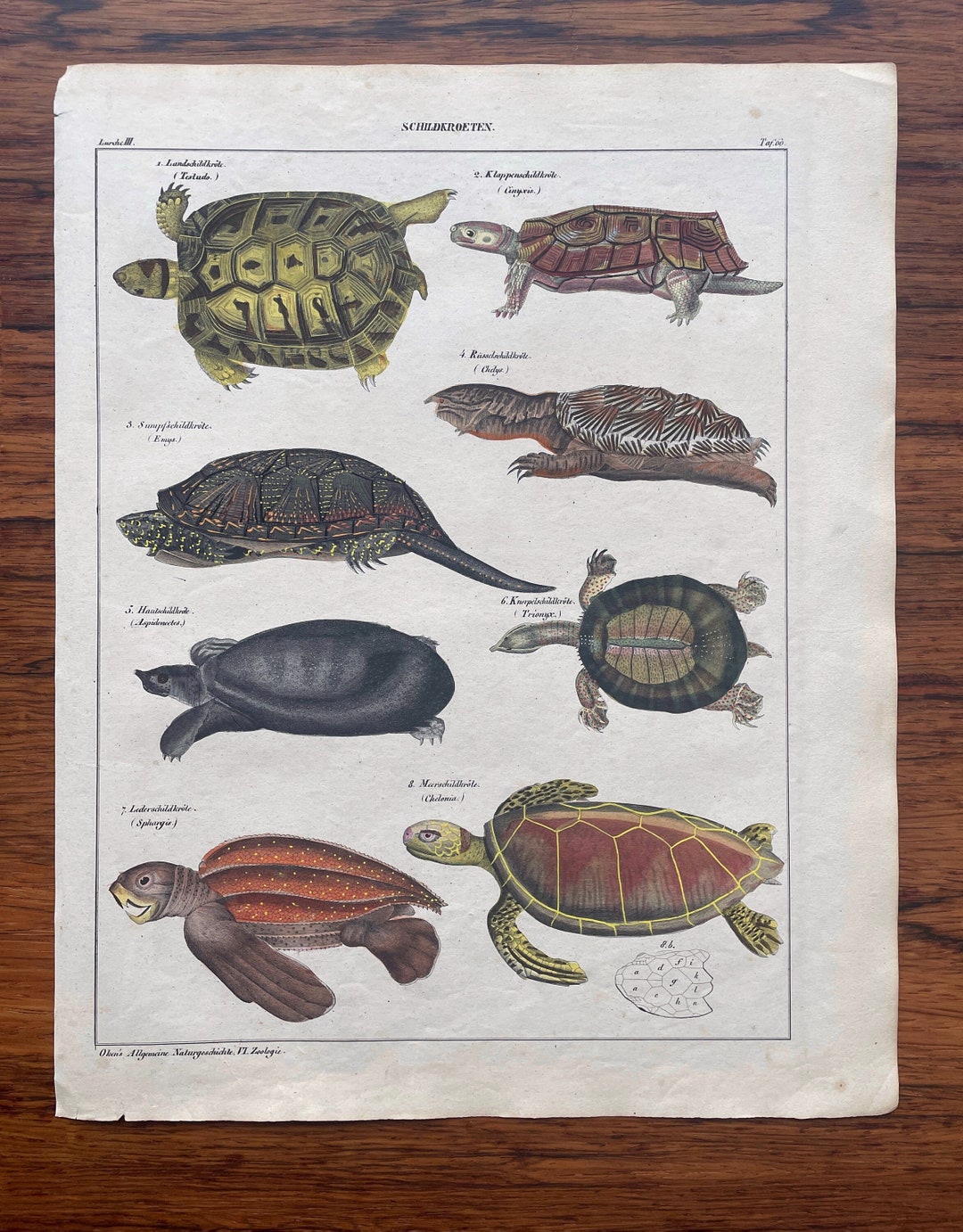 Hand Painted Lithograph 1843 Sea Turtle Snapping Turtle Softshell ...