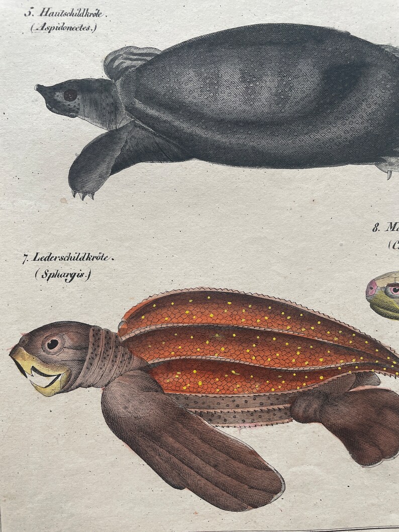 Hand Painted Lithograph 1843 Sea Turtle Snapping Turtle Softshell ...