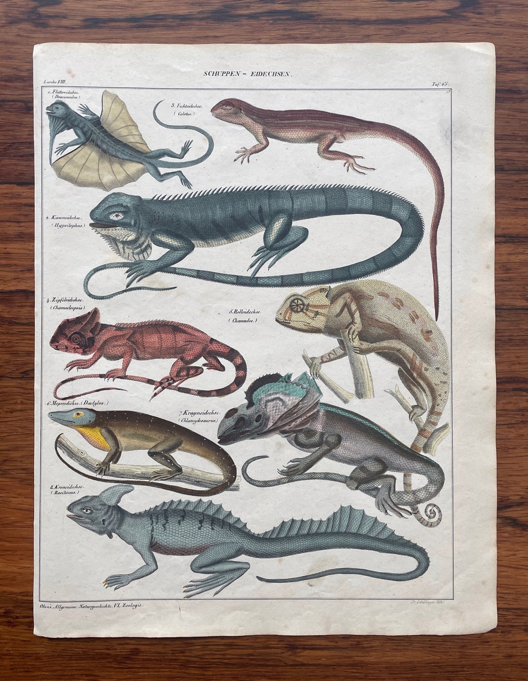 Hand Painted Lithograph 1843 Lizards Chameleon Iguana Frilled Lizard ...