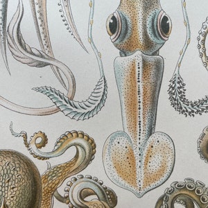 Ernst Haeckel Original Antique Print 1924 Octopus Squid Cephalopod ...