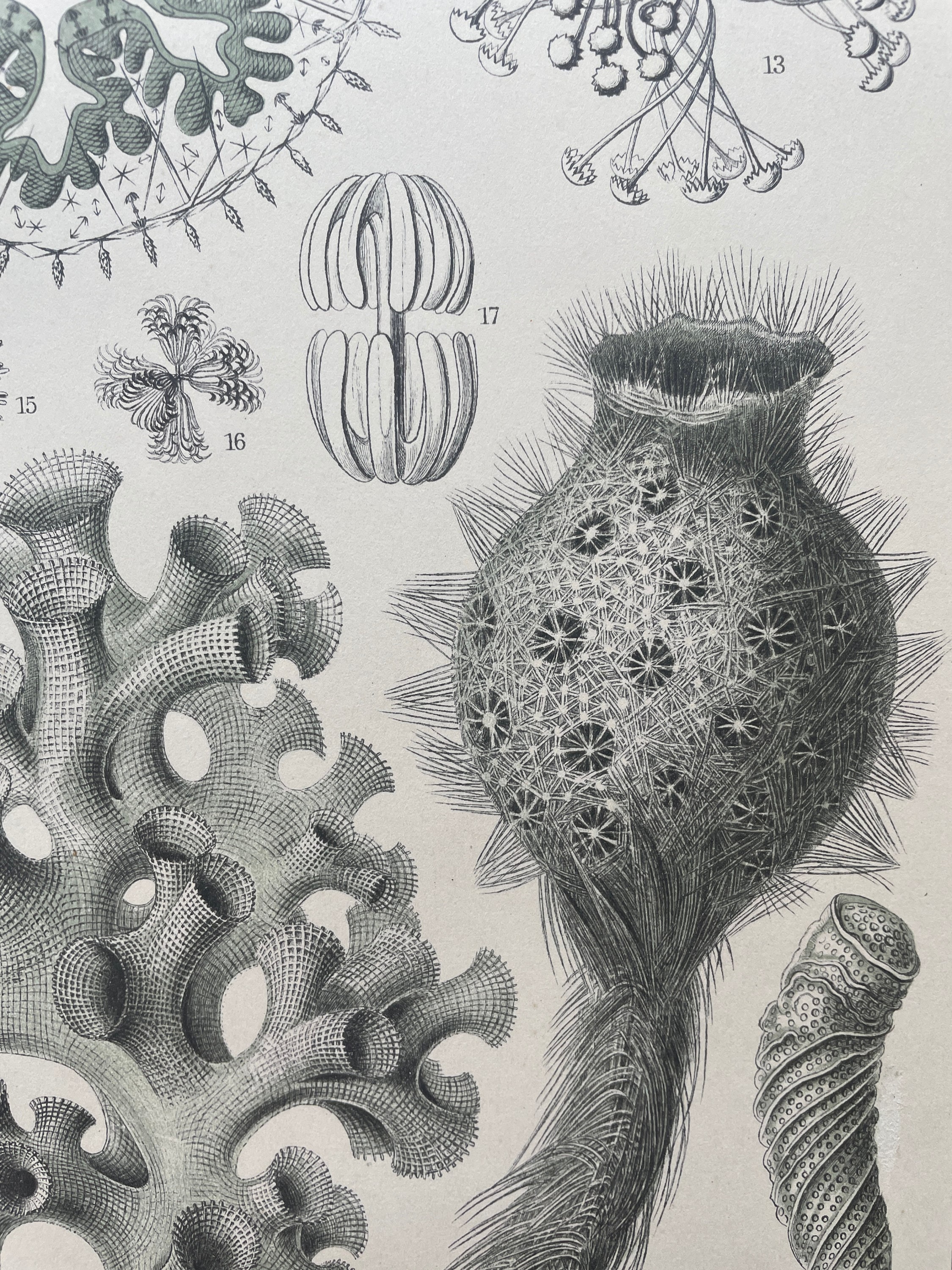 Ernst Haeckel Original Antique Print 1924 Sponges hexactinellae ...
