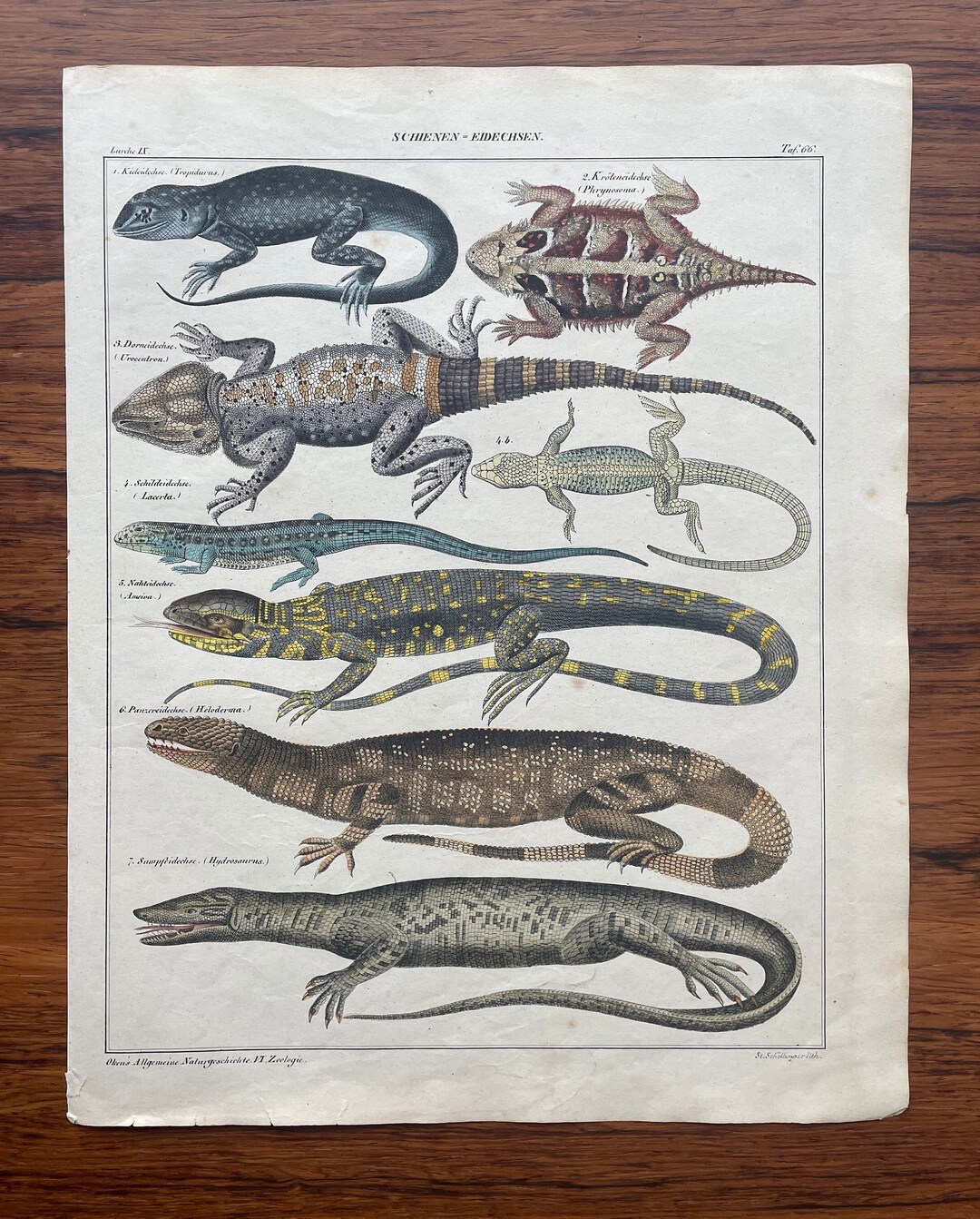 Hand Painted Lithograph 1843 Lizards Gila Monster Sailfin Dragon Horned ...