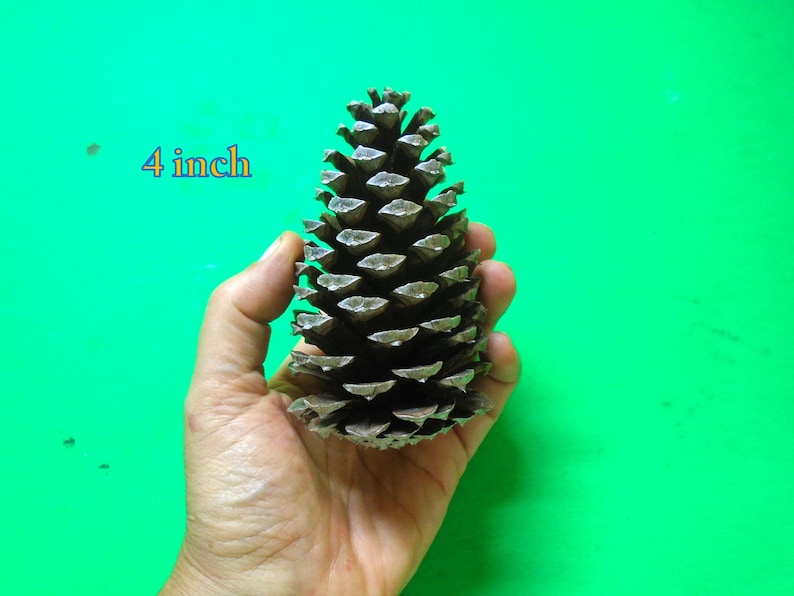 15 Assorted Large, Medium, and Small Natural Pine Cones for Crafting ...