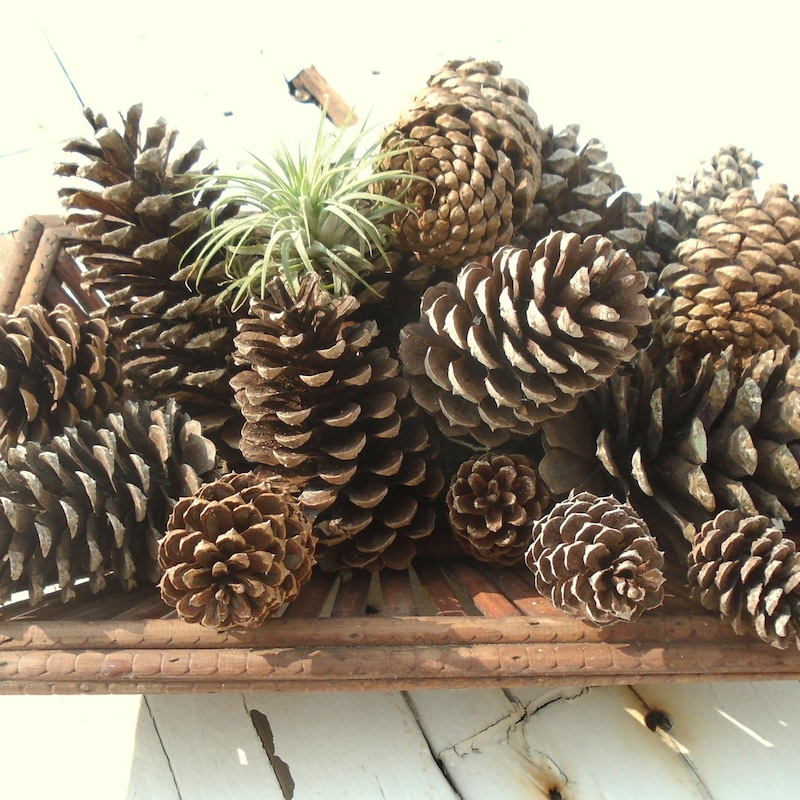 Extra Large Pine Cones - Etsy