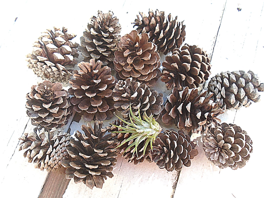 Small to Medium 15 Pine Cones 2-3 Inch Natural for Autumn Crafting ...