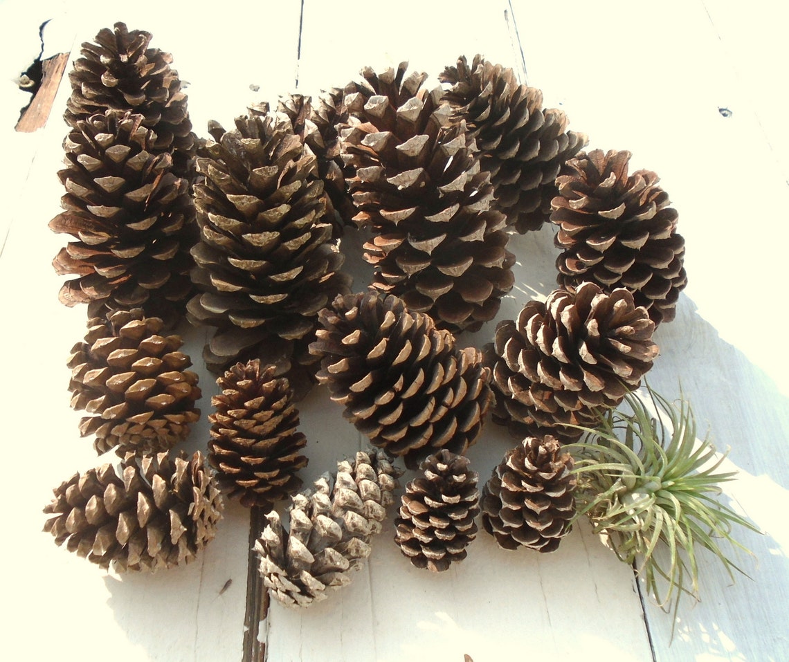15 Assorted Large, Medium, and Small Natural Pine Cones for Crafting ...
