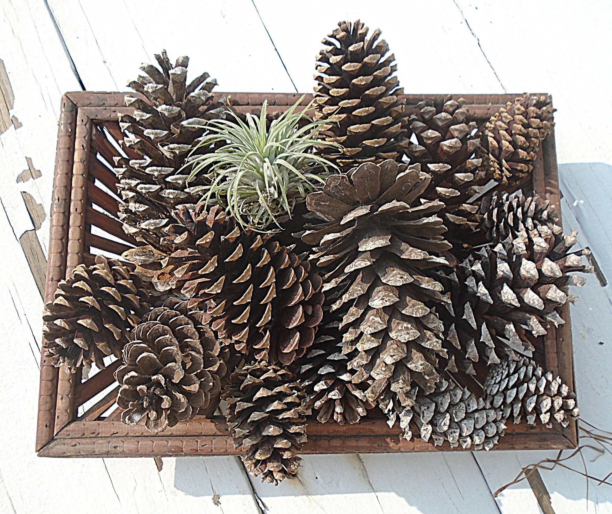 15 Assorted Large, Medium, and Small Natural Pine Cones for Crafting ...