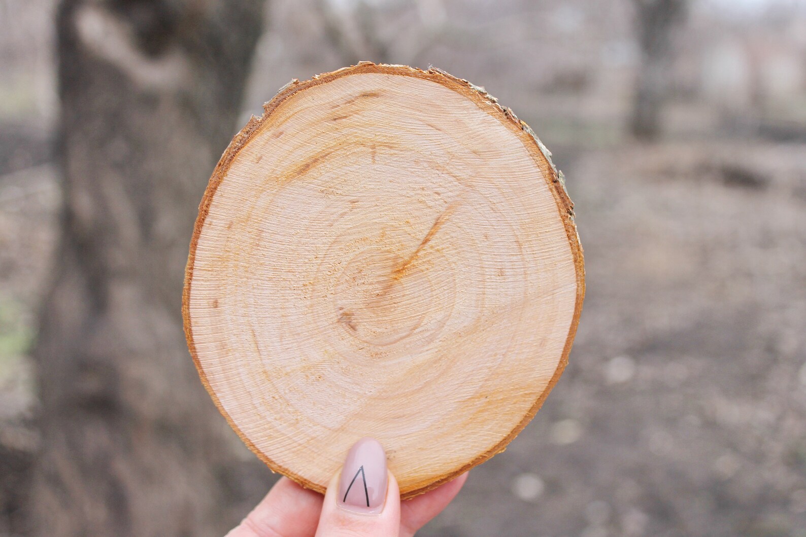 Set of 2 Unfinished Wooden Slices With Tree Bark Made of Alder Wood 90 ...