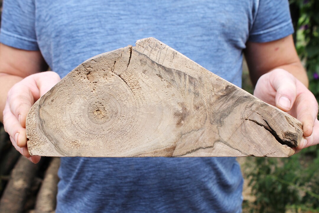 Unfinished Big Wooden Walnut Slice 9-12 Inches (250-320 Mm) - Natural ...