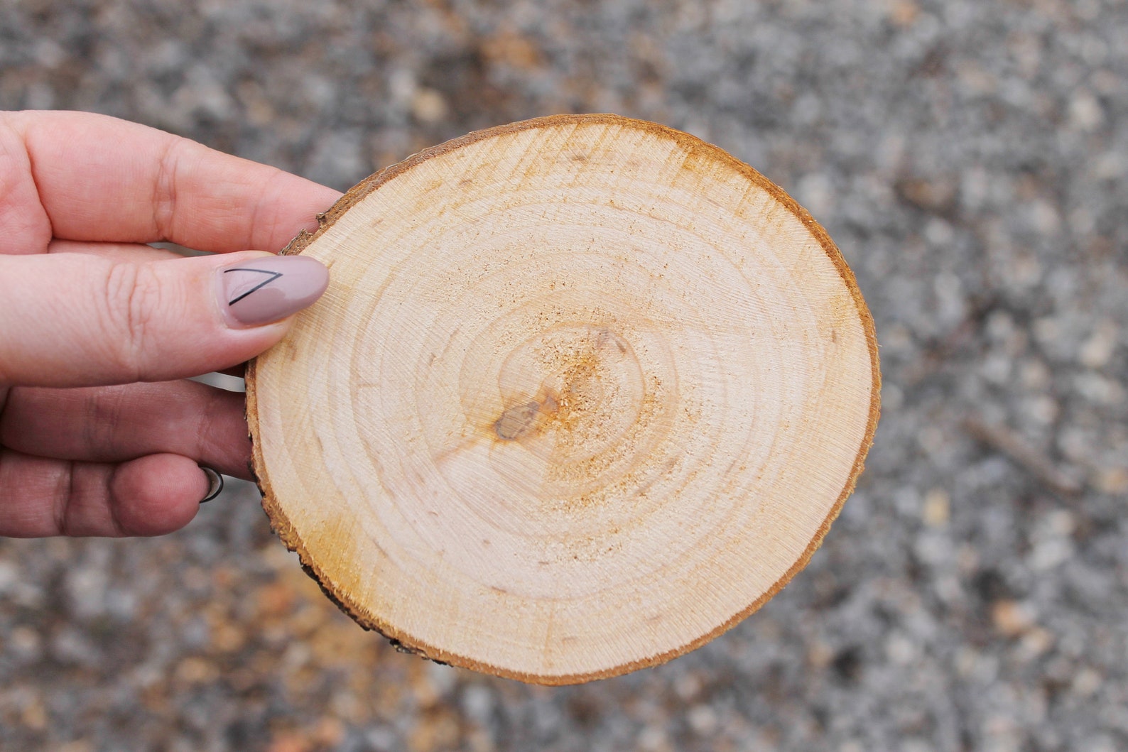 Set of 2 Unfinished Wooden Slices With Tree Bark Made of Alder - Etsy