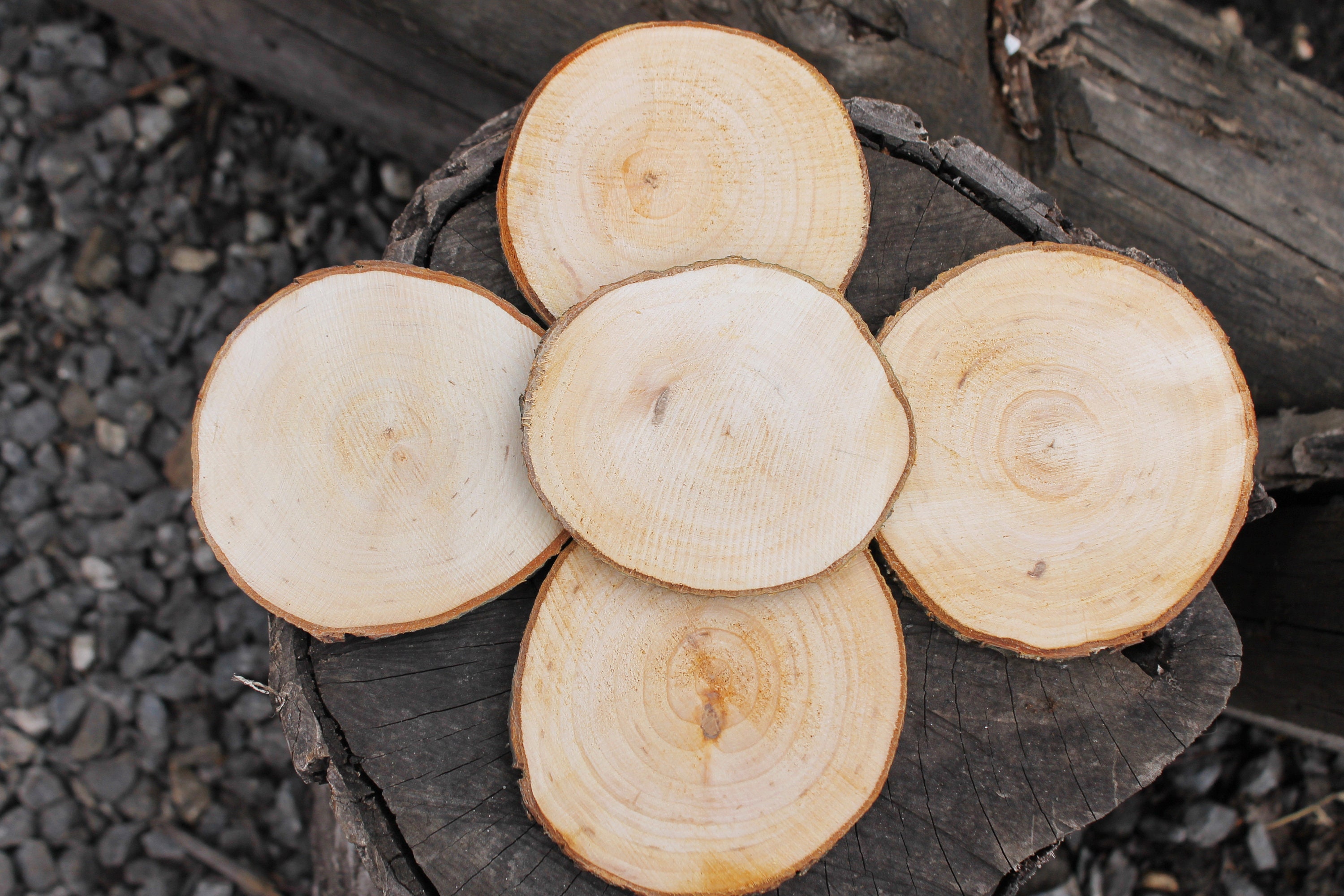 Set of 2 Unfinished Wooden Slices With Tree Bark Made of Alder Wood 90 ...
