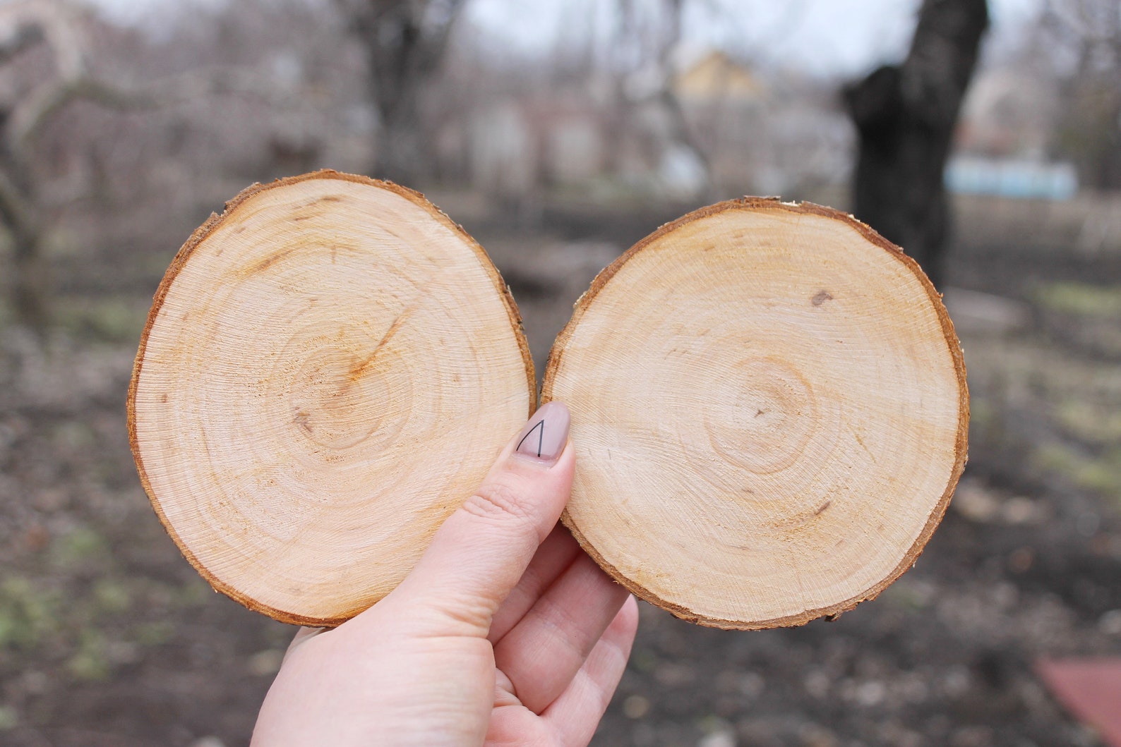 Set of 2 Unfinished Wooden Slices With Tree Bark Made of Alder - Etsy