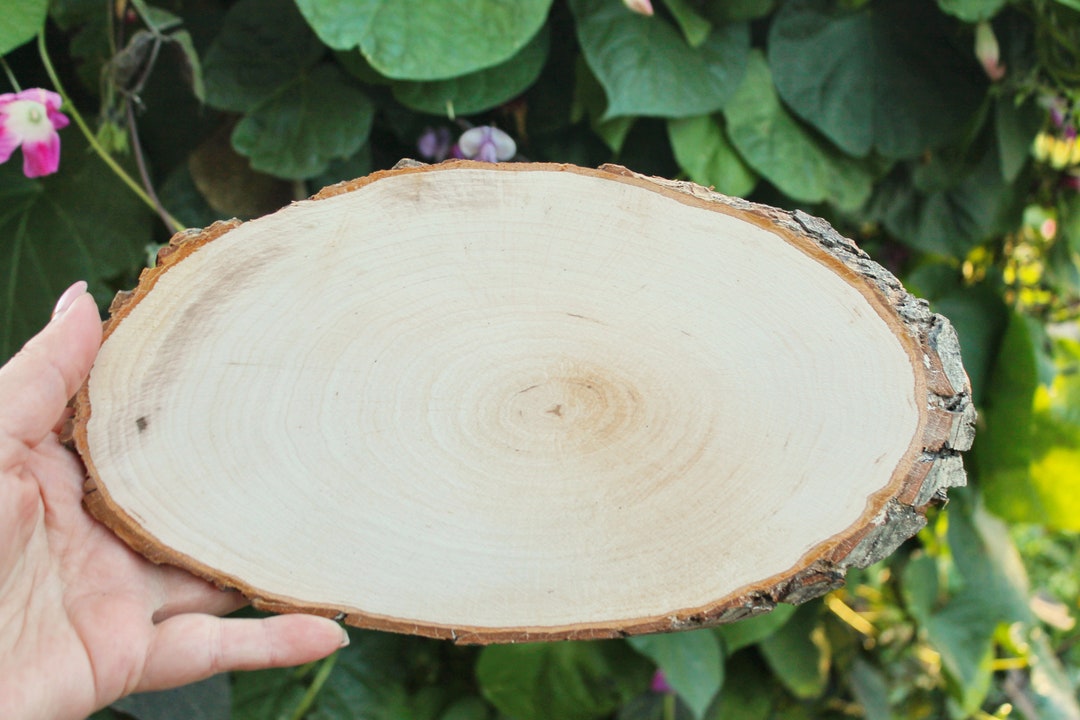 Unfinished Big Wooden Slice 11 Inches (260-280 Mm) With Tree Bark ...