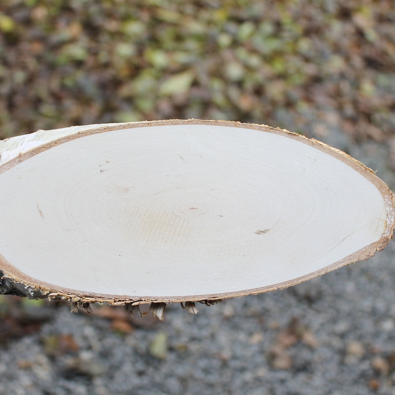 Birch Tree Slice - Etsy