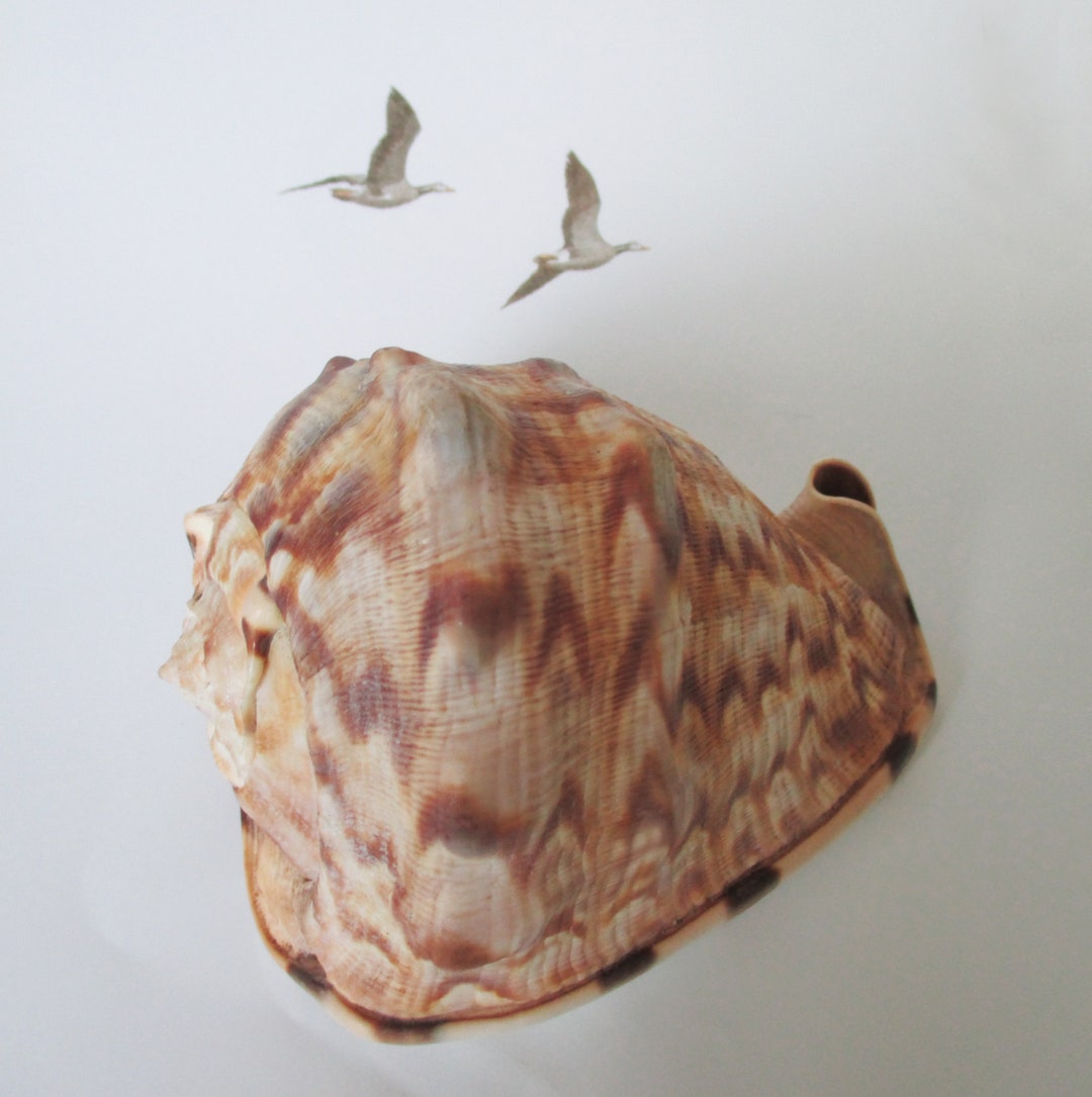 Caribbean Flame Conch SEASHELL 5" Helmet Shell Cassis Flammea Display ...