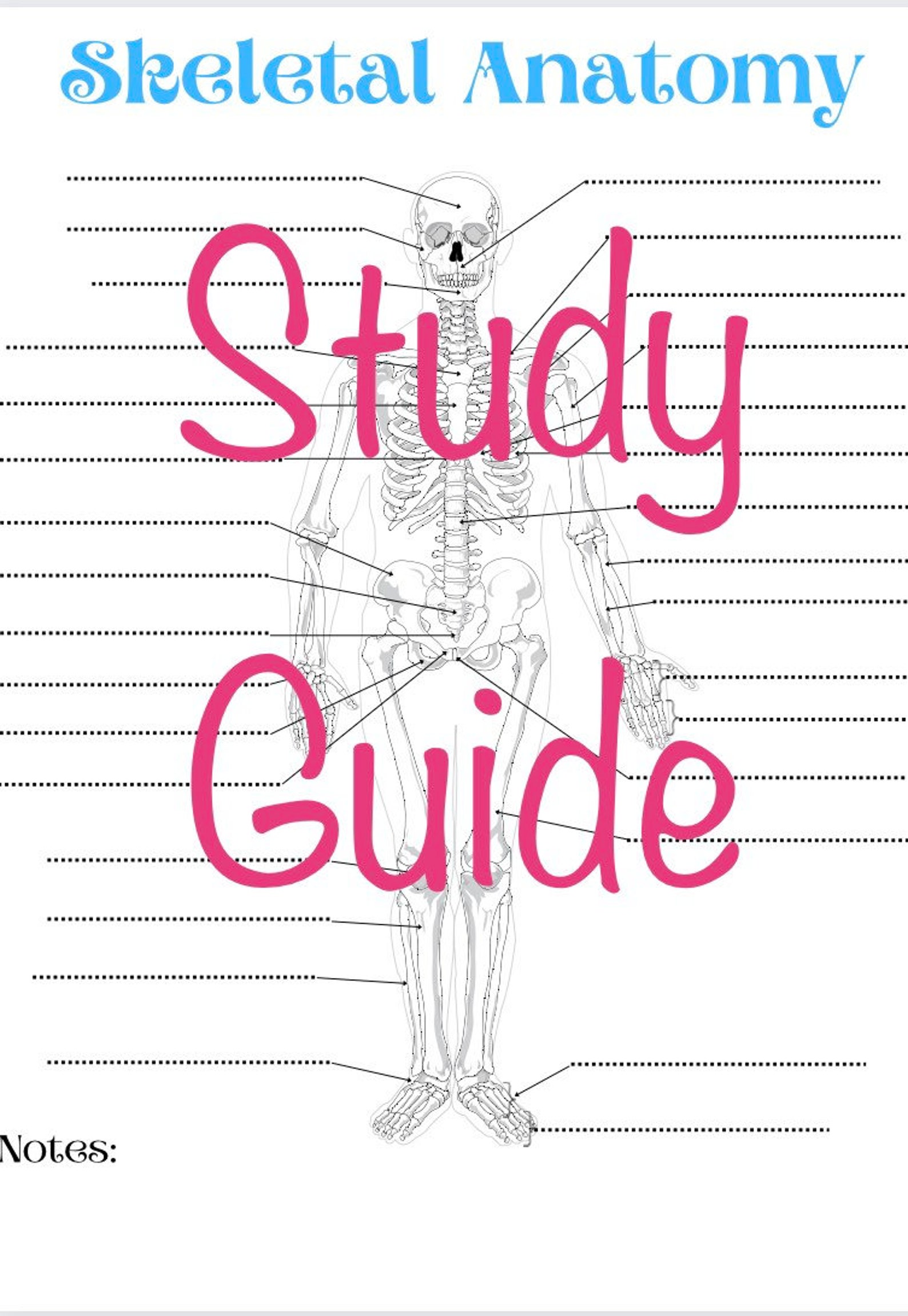 Skeletal Anatomy Coloring Page!! Two Pages Including an Answer Key ...