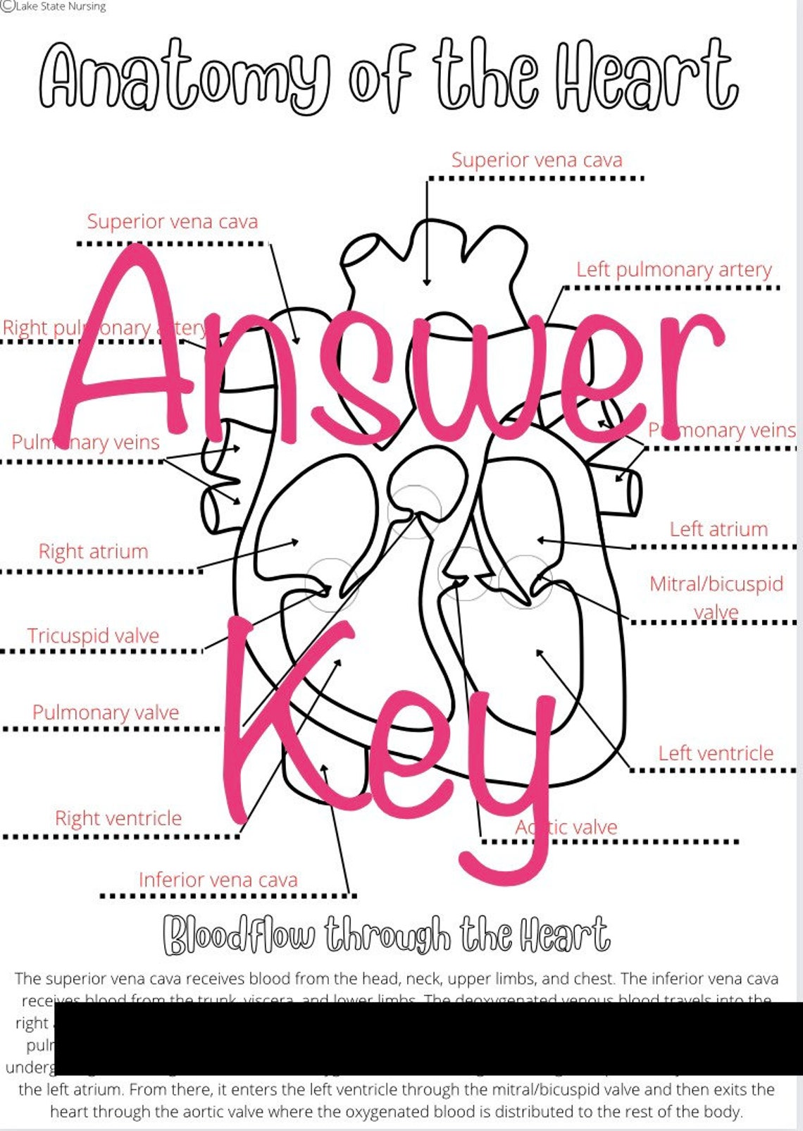 Anatomy of the Heart Coloring Pages **with Fill-in and Answer Key ...