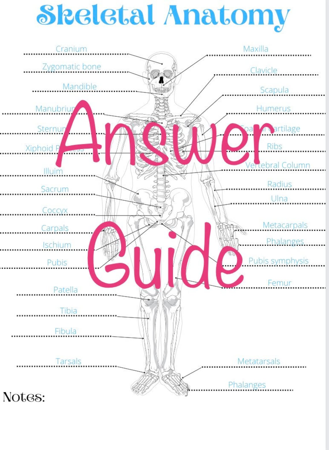 Skeletal Anatomy Coloring Page!! Two Pages Including an Answer Key ...