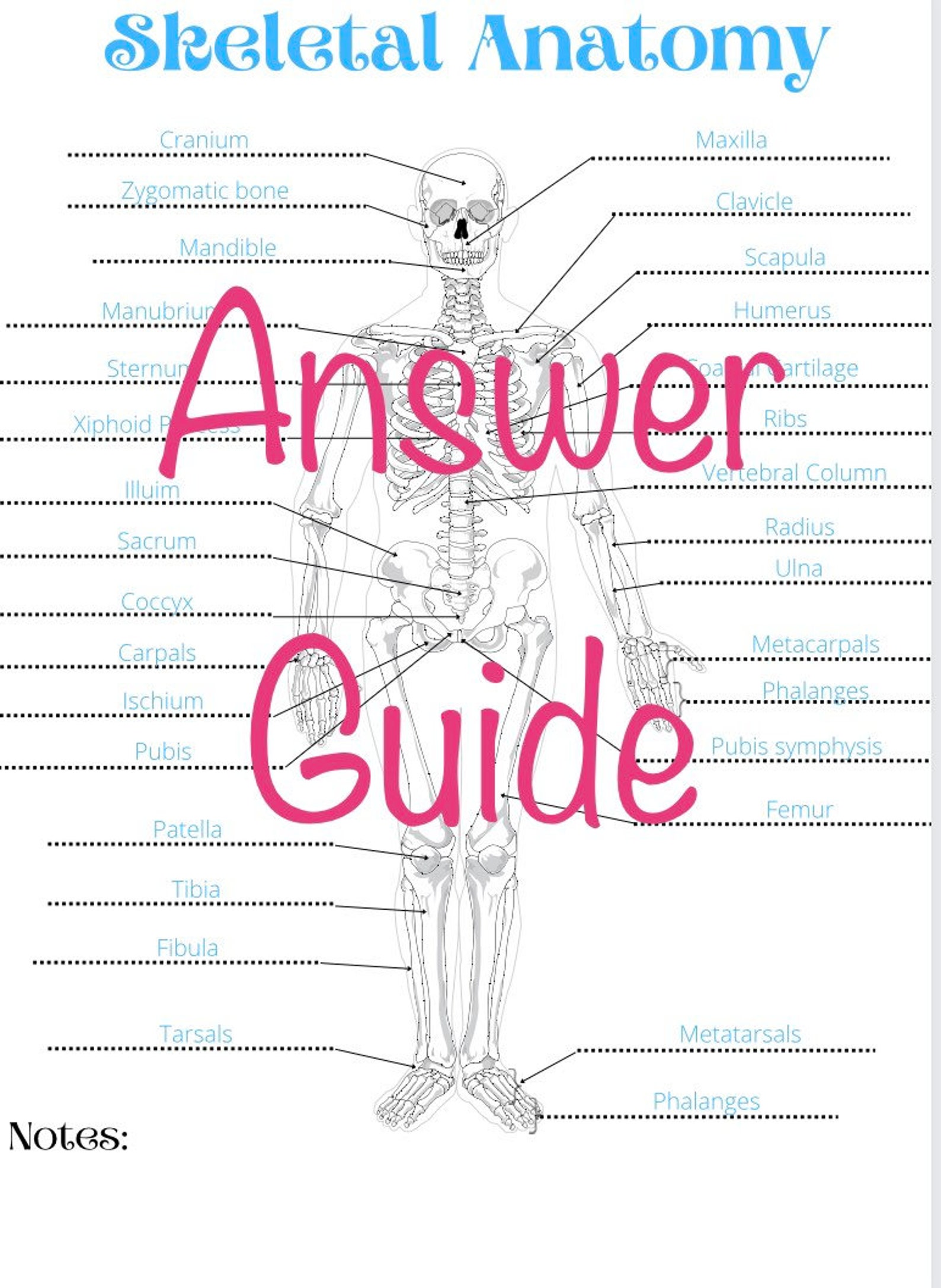 Skeletal Anatomy Coloring Page!! Two Pages Including an Answer Key ...