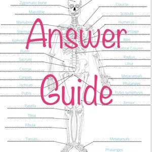 Skeletal Anatomy Coloring Page!! Two Pages Including an Answer Key ...