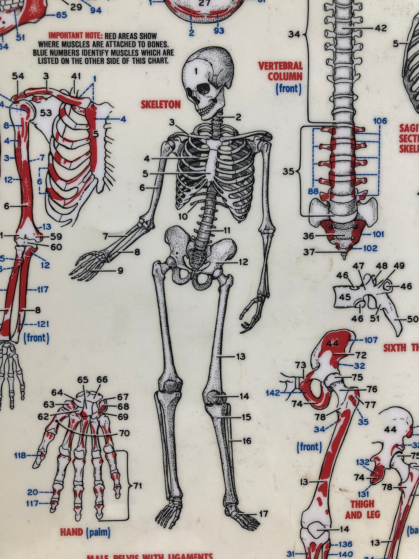 Vintage Human Anatomy Chart 1960s - Etsy UK