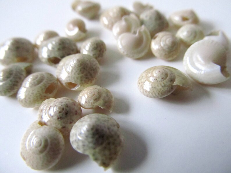 Seashell Beads With Holes 40 Unique Seashell Beads Hawaii - Etsy
