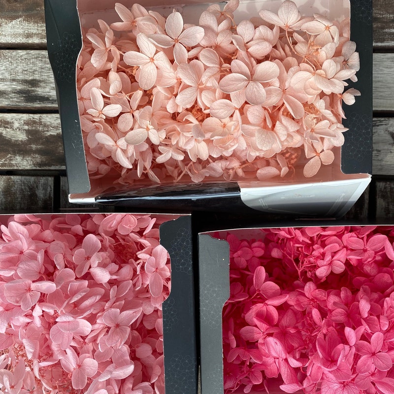 Preserved Hydrangea - Etsy