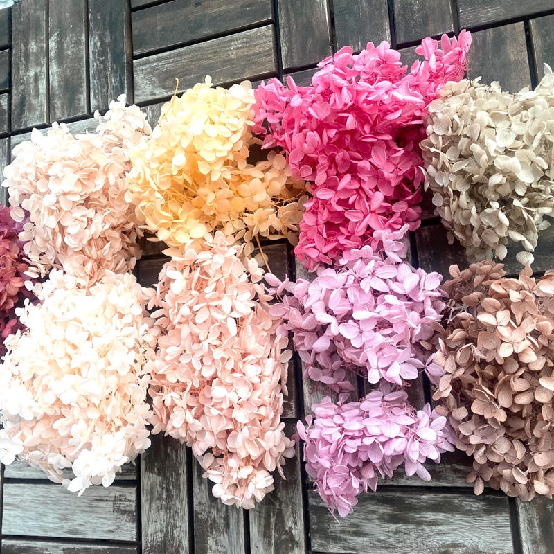Preserved Hydrangea - Etsy