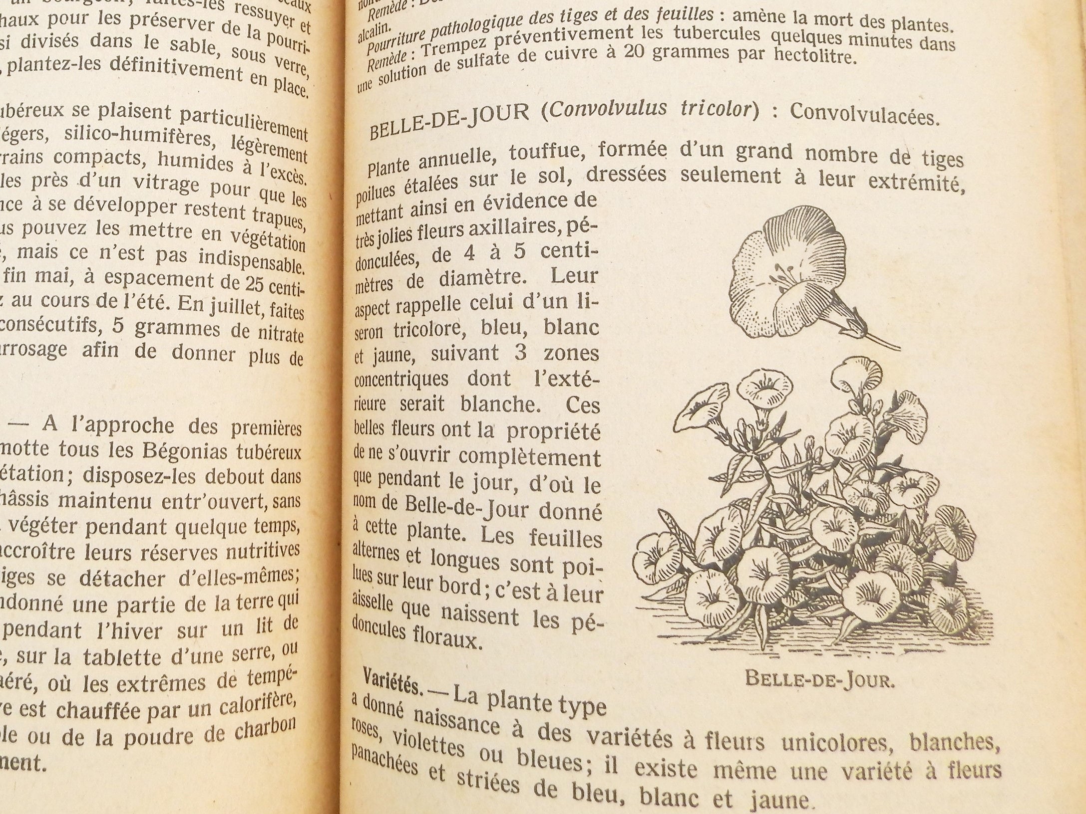 Vintage 1932 French Flower Floriculture Book Published by Hachette ...