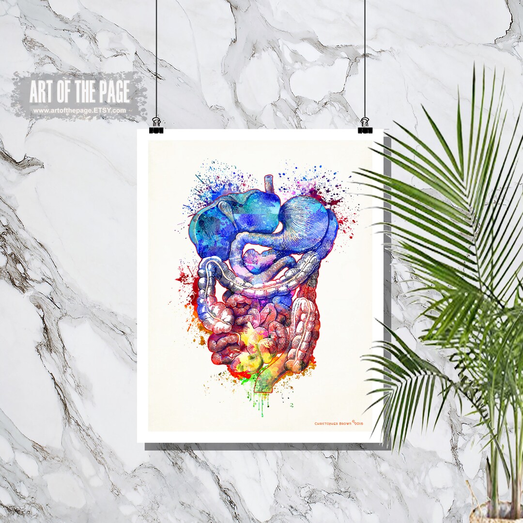 Watercolor Intestines Anatomy Print: Medical Art, Nurse Gift - Etsy