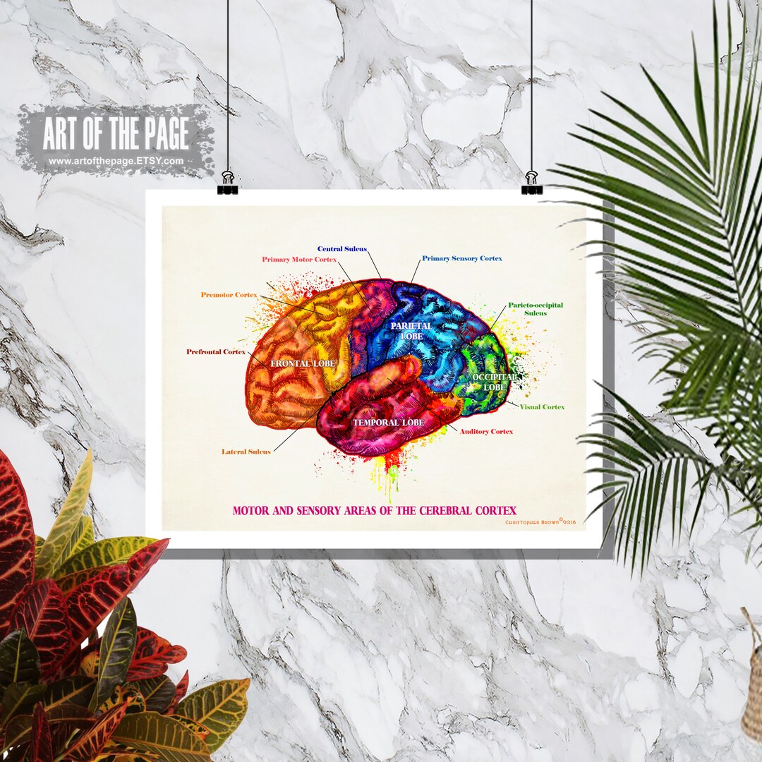 Human Anatomy Print, "cerebral Cortex", 11" X 14", Anatomy Medical ...
