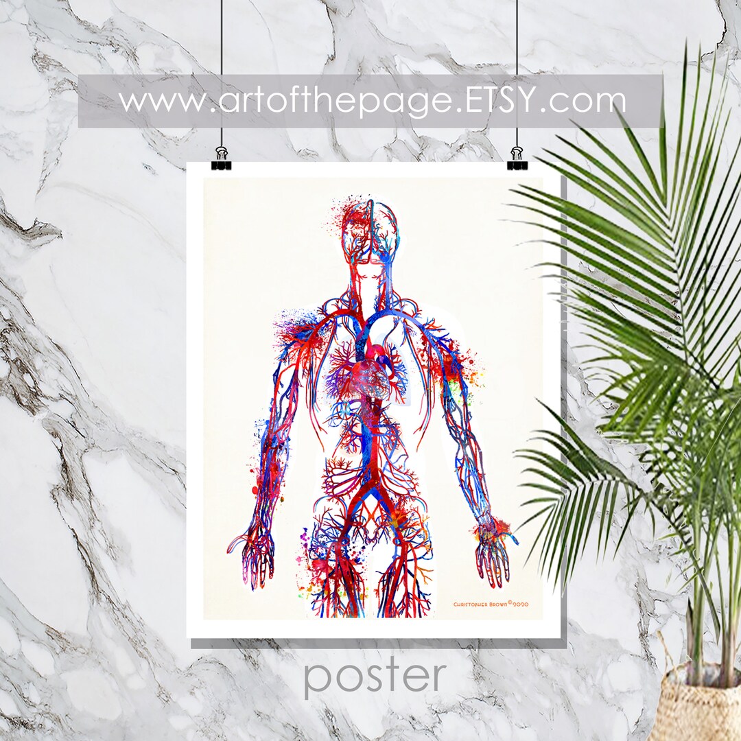 Anatomy Print, "watercolor Vascular System", Circulatory System, Nurse ...