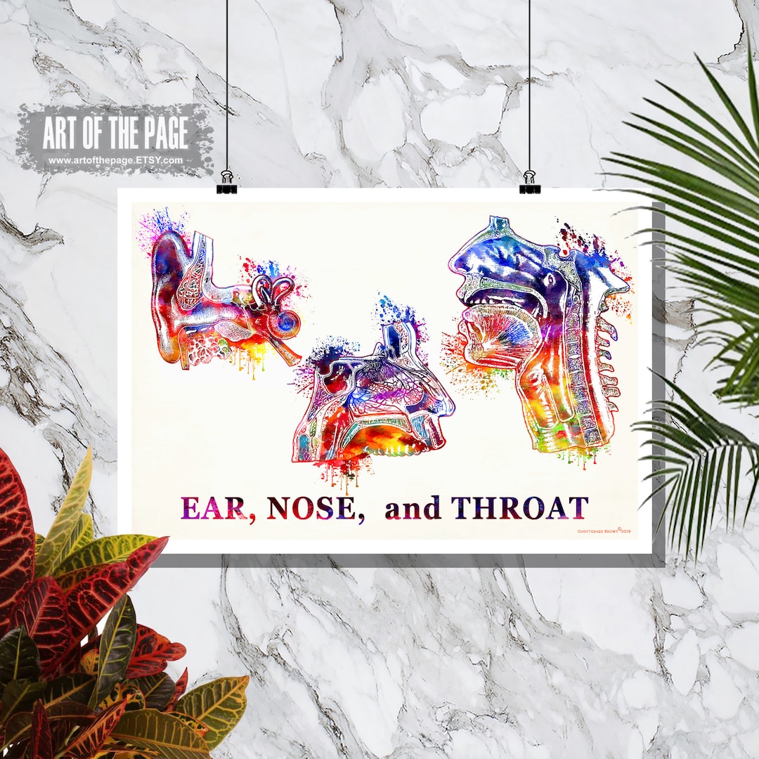 Anatomy Print watercolor Ear, Nose and Throat Anatomy, 13x19, ENT Gift ...